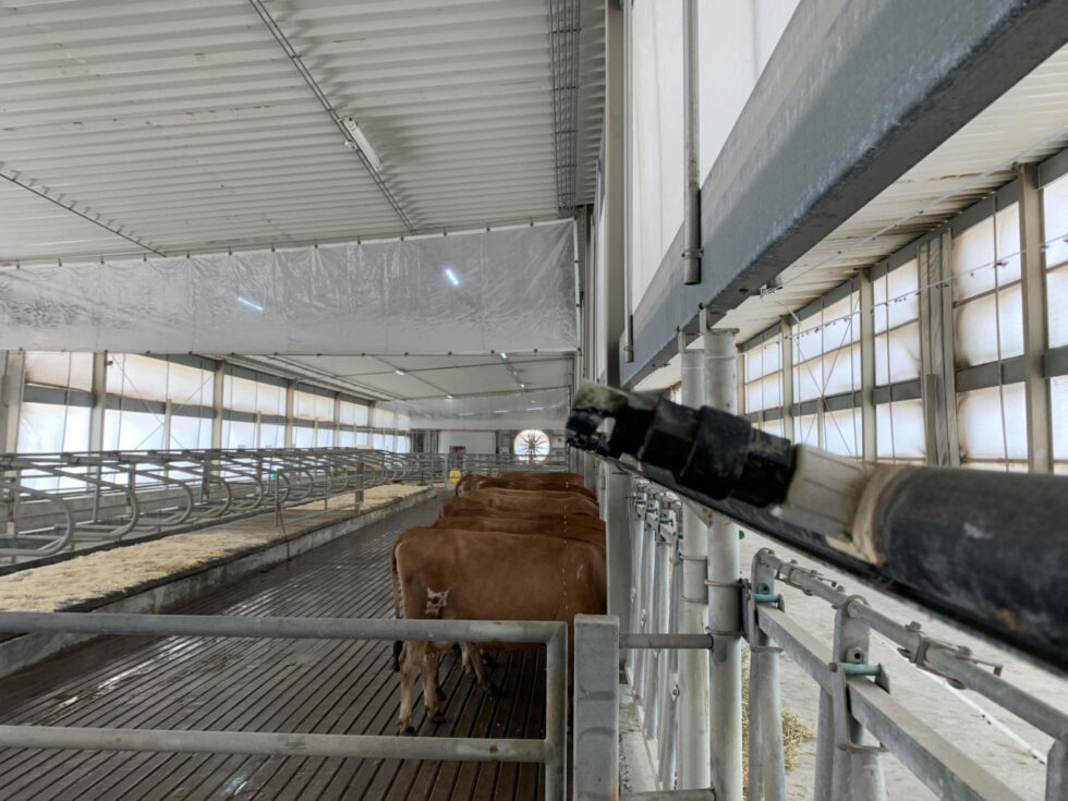 Cow Cooling | AgproUSA