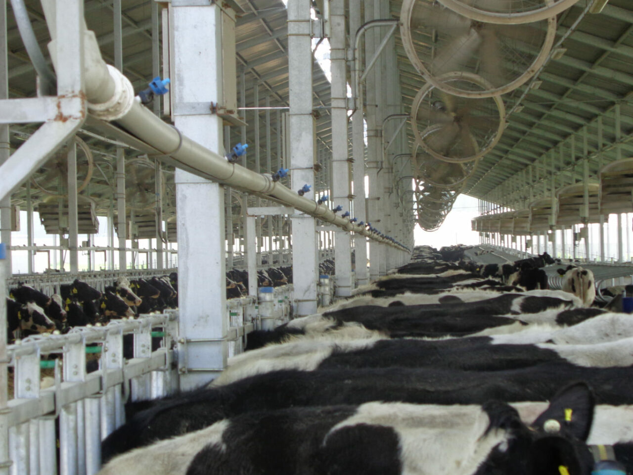 Cow Cooling | AgproUSA